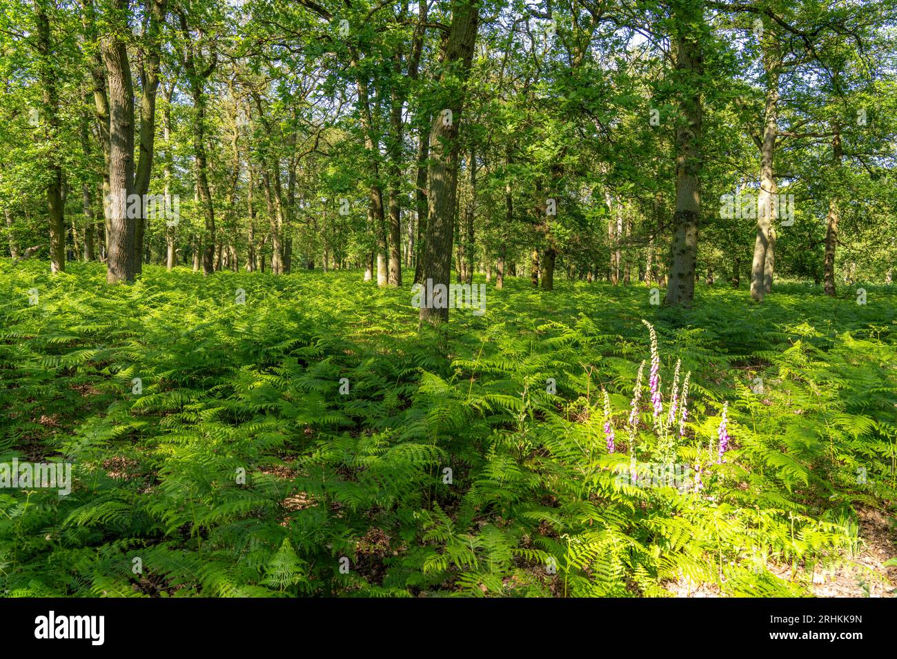 The Diersfordter Wald, north of Wesel, nature park with oak and beech ...