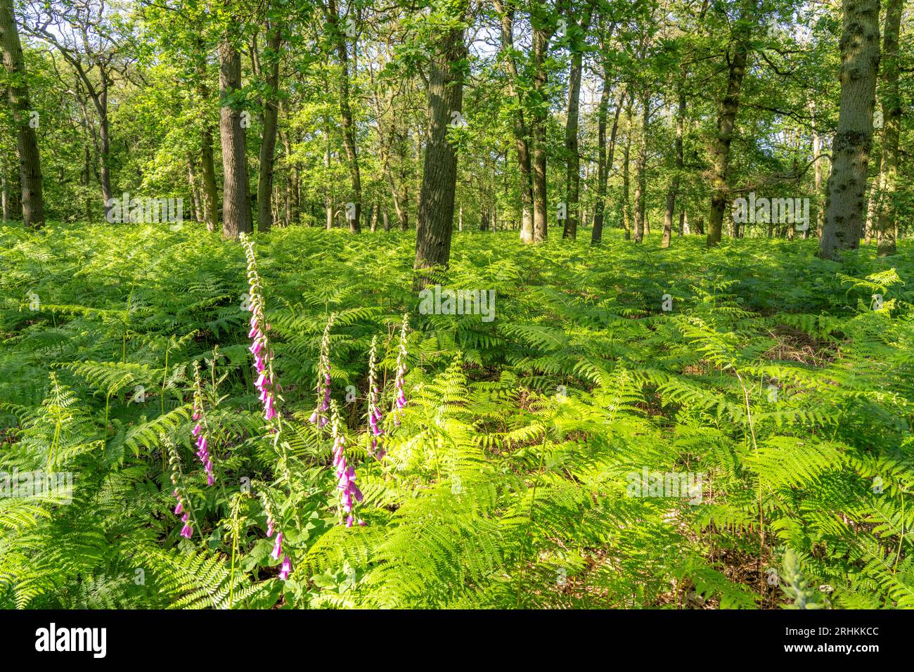 The Diersfordter Wald, north of Wesel, nature park with oak and beech ...