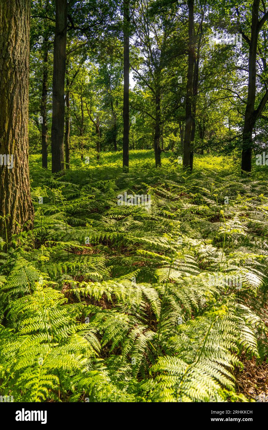 The Diersfordter Wald, north of Wesel, nature park with oak and beech ...