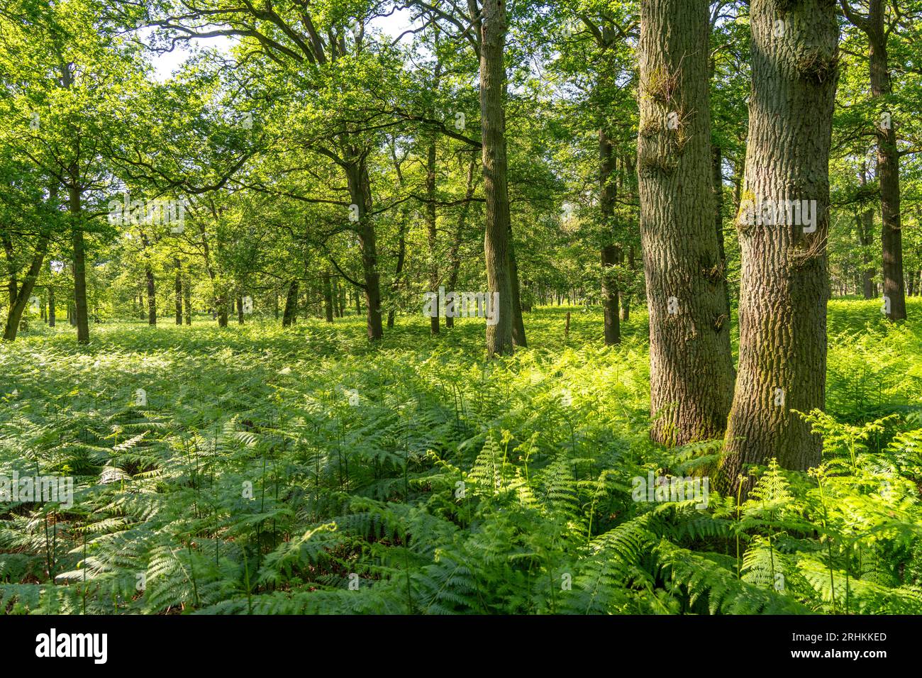 The Diersfordter Wald, north of Wesel, nature park with oak and beech ...
