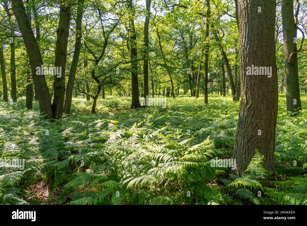 The Diersfordter Wald, north of Wesel, nature park with oak and beech ...