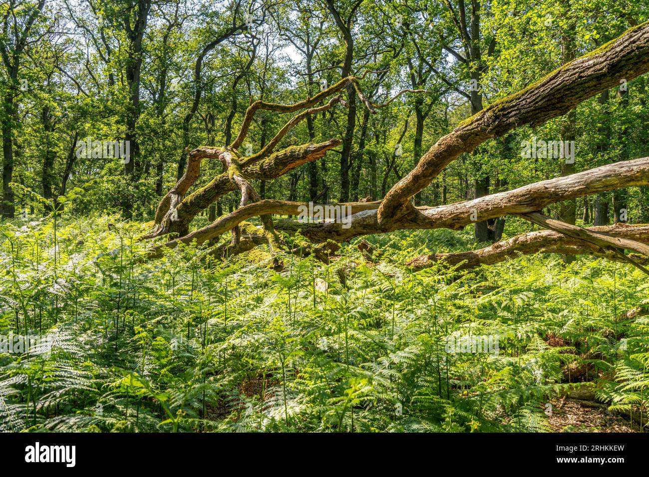 The Diersfordter Wald, north of Wesel, nature park with oak and beech ...