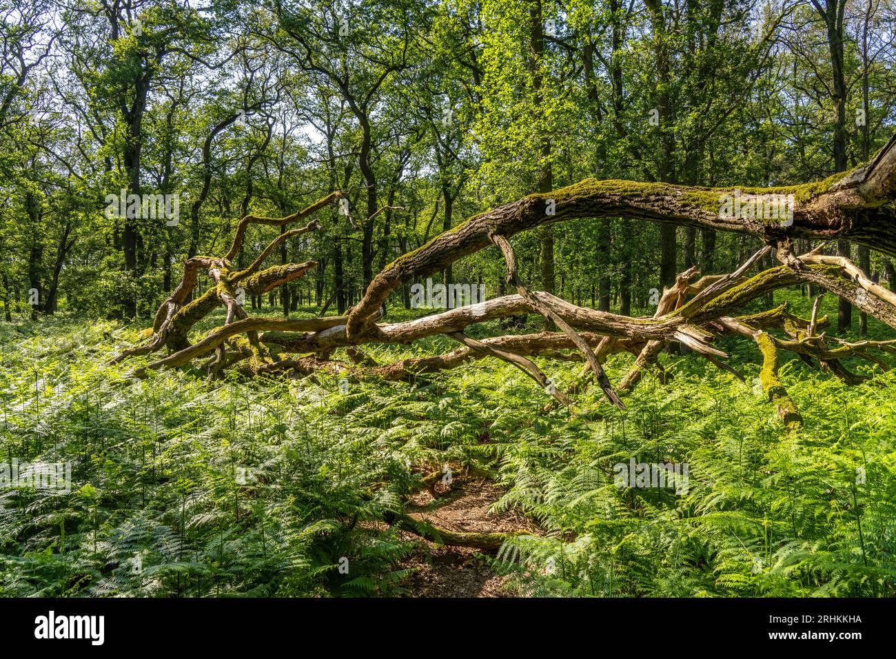 The Diersfordter Wald, north of Wesel, nature park with oak and beech ...