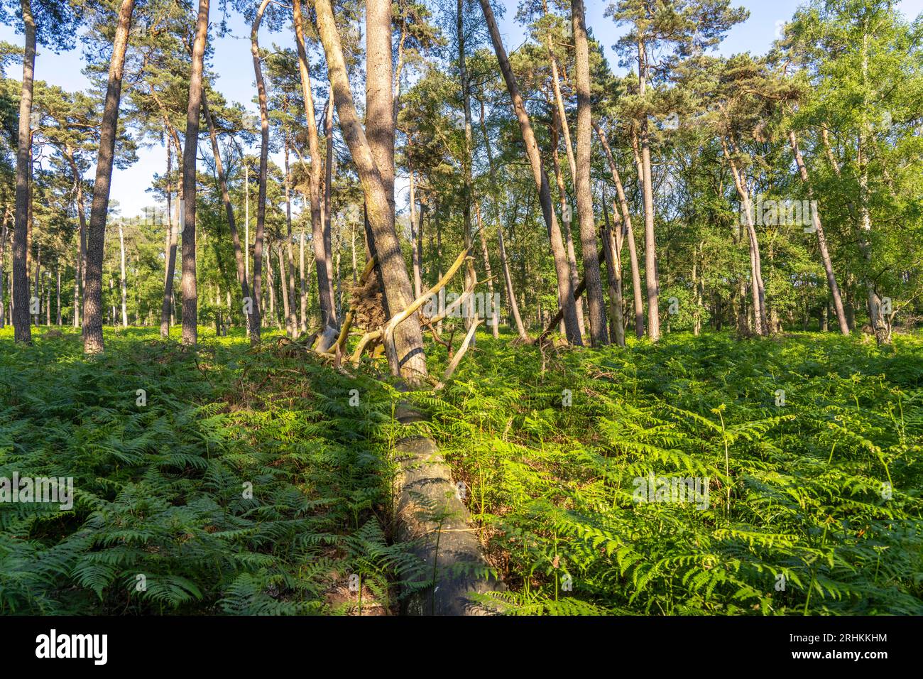 The Diersfordter Wald, north of Wesel, nature park with oak and beech ...