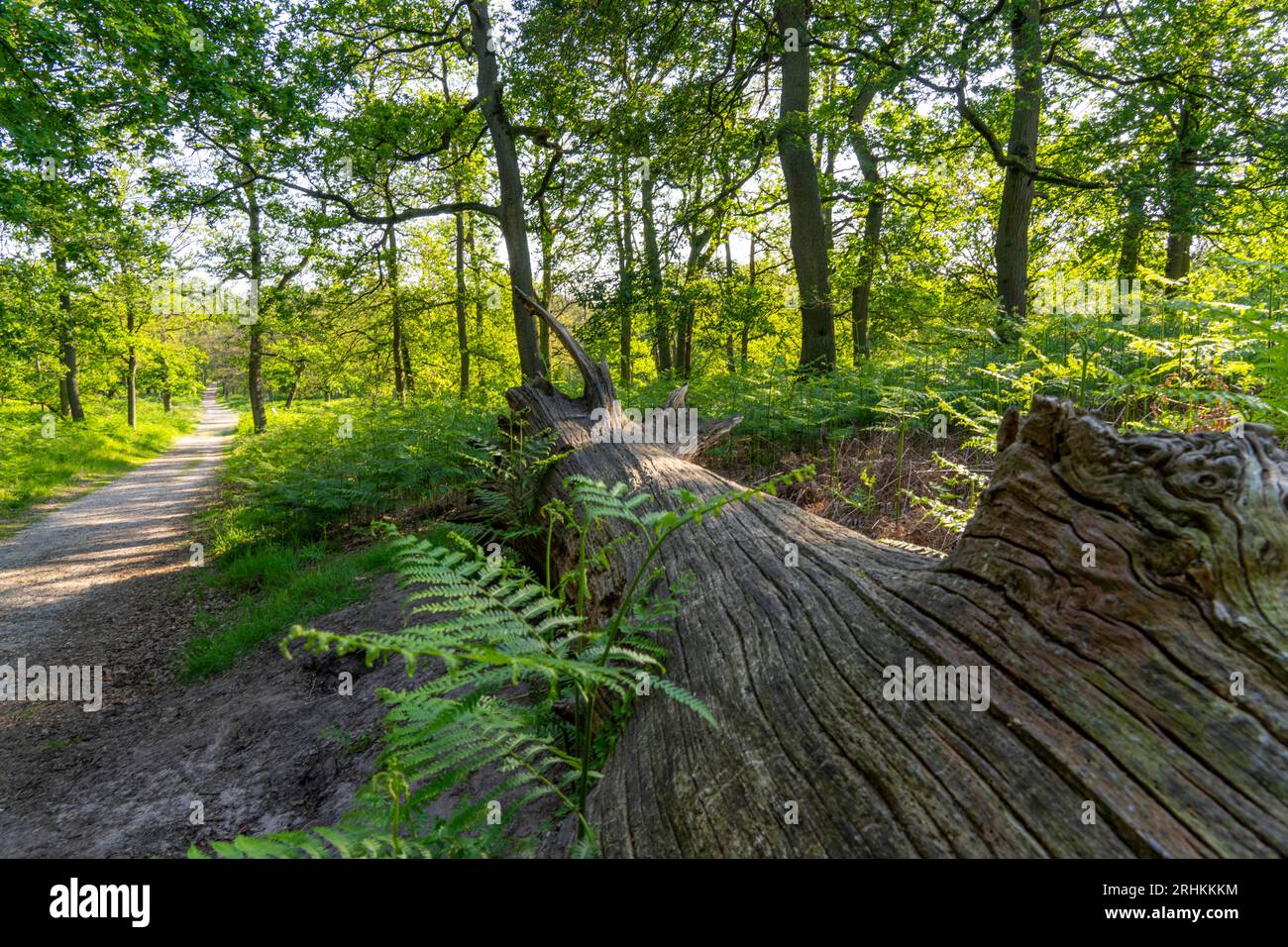 The Diersfordter Wald, north of Wesel, nature park with oak and beech ...