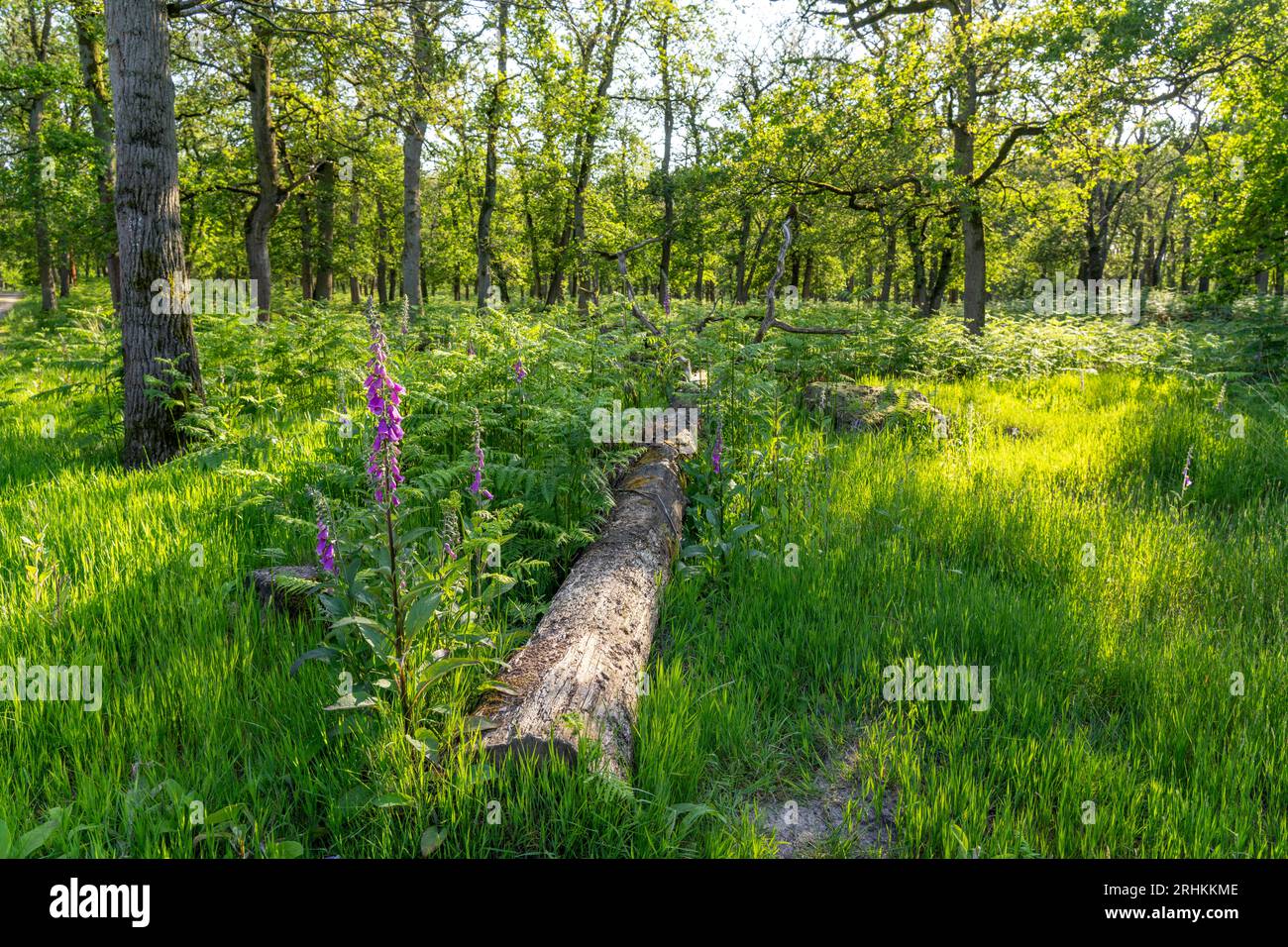 The Diersfordter Wald, north of Wesel, nature park with oak and beech ...