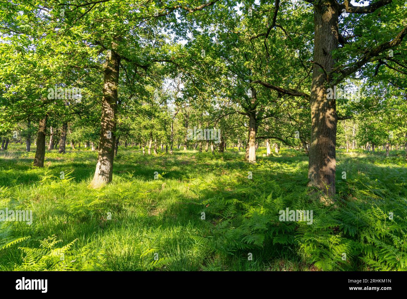 The Diersfordter Wald, north of Wesel, nature park with oak and beech ...