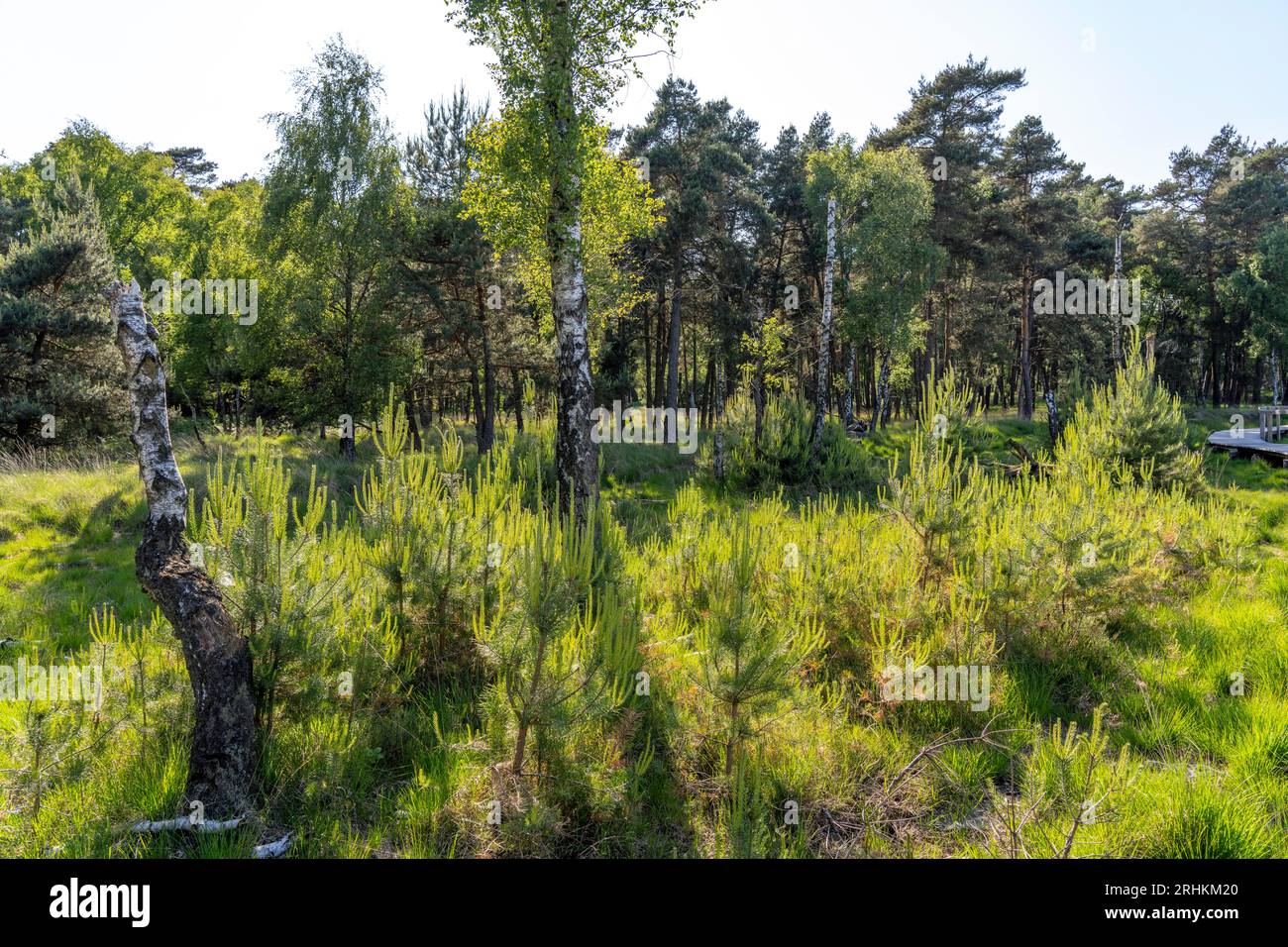 The Diersfordter Wald, north of Wesel, nature park with oak and beech ...