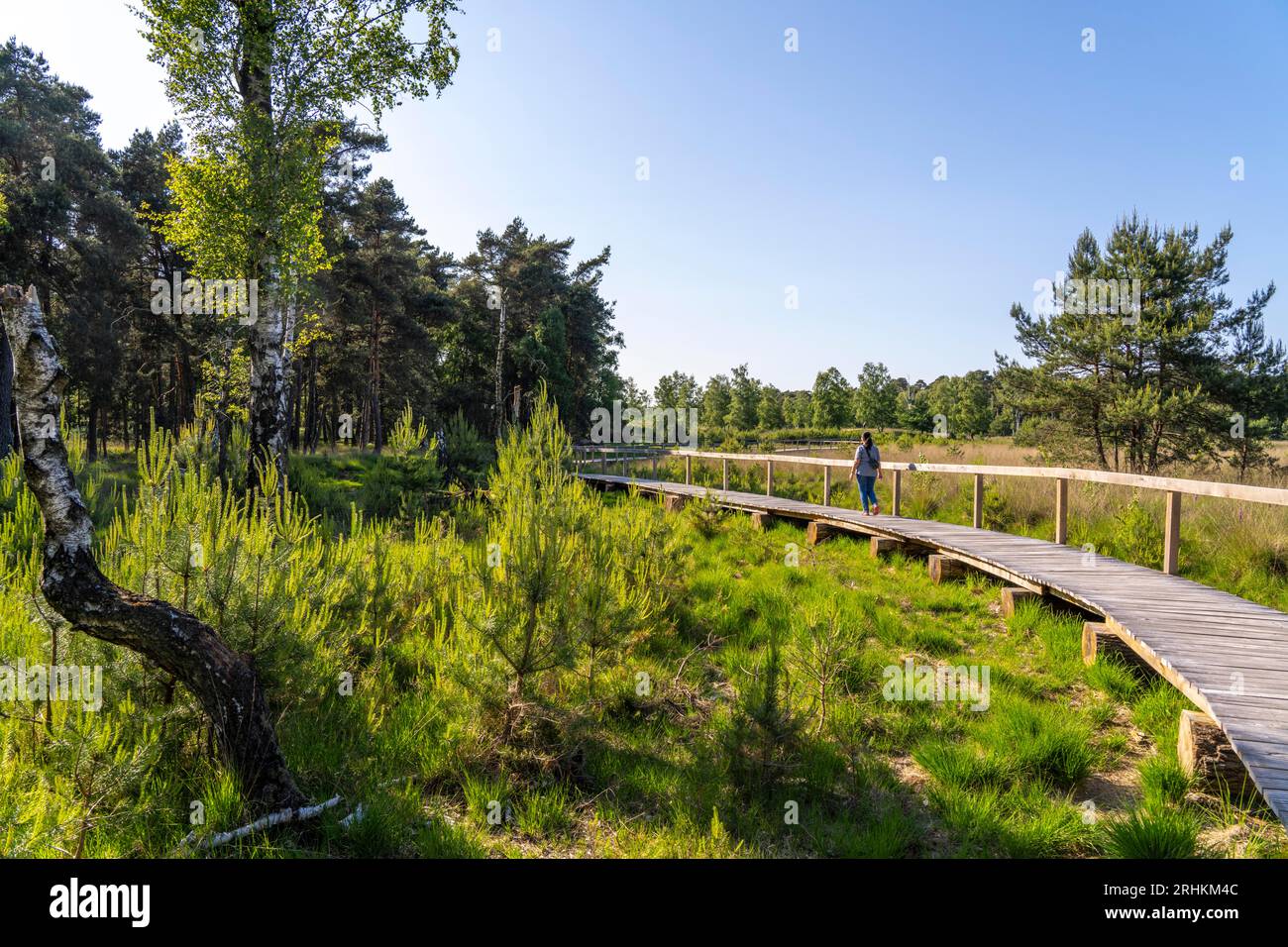 The Diersfordter Wald, north of Wesel, nature park with oak and beech ...