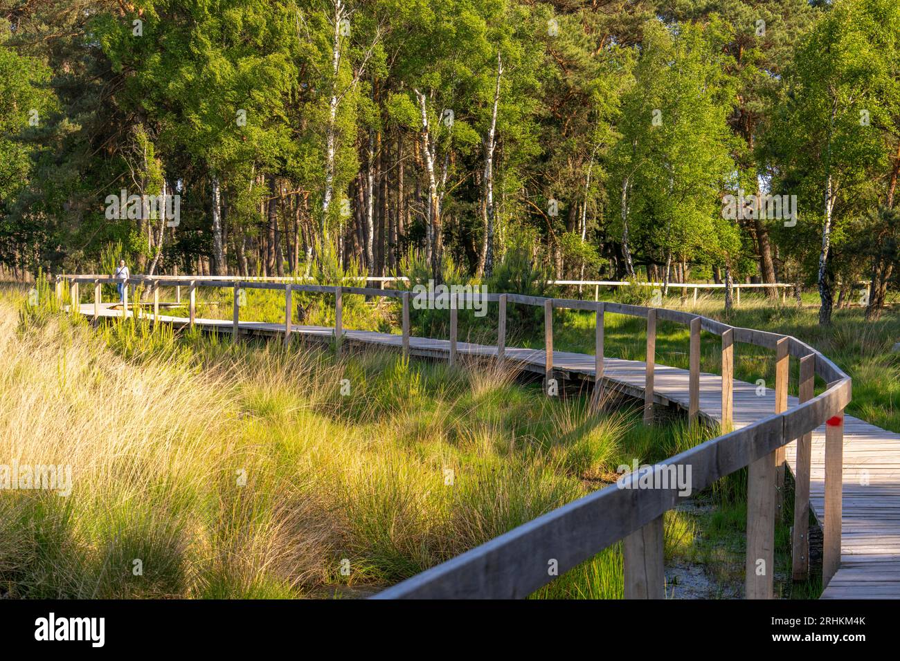 The Diersfordter Wald, north of Wesel, nature park with oak and beech ...