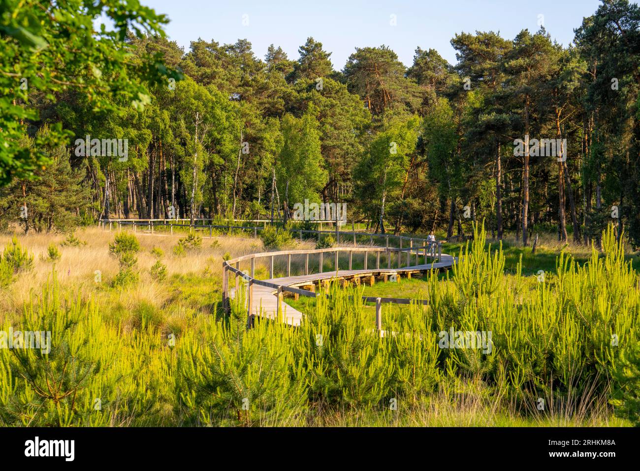 The Diersfordter Wald, north of Wesel, nature park with oak and beech ...