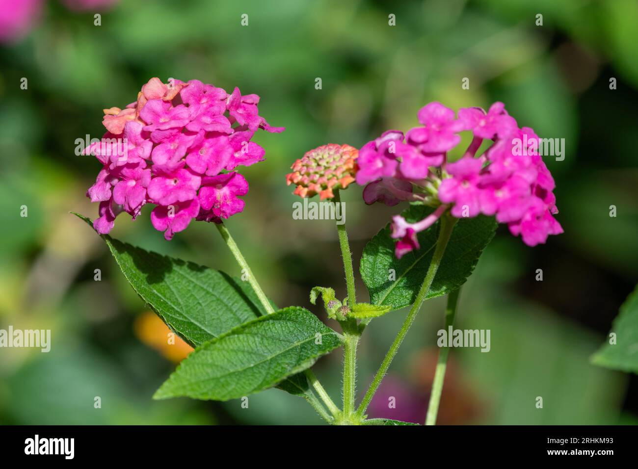 Close up of common lantana (lantana camara) flowers in bloom Stock ...
