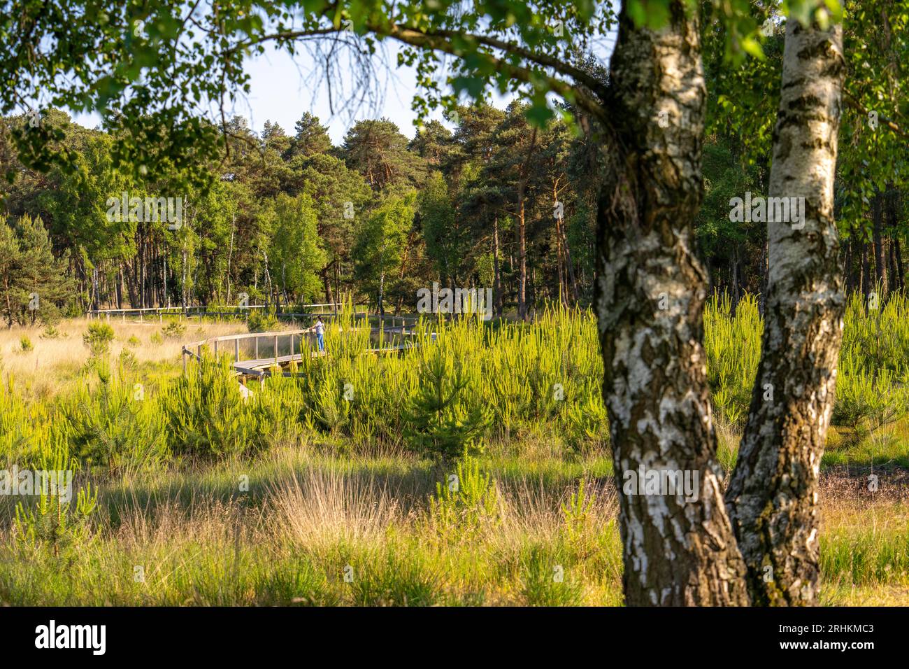 The Diersfordter Wald, north of Wesel, nature park with oak and beech ...