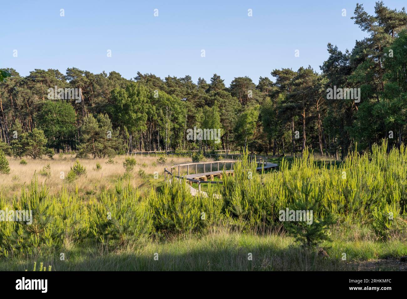 The Diersfordter Wald, north of Wesel, nature park with oak and beech ...