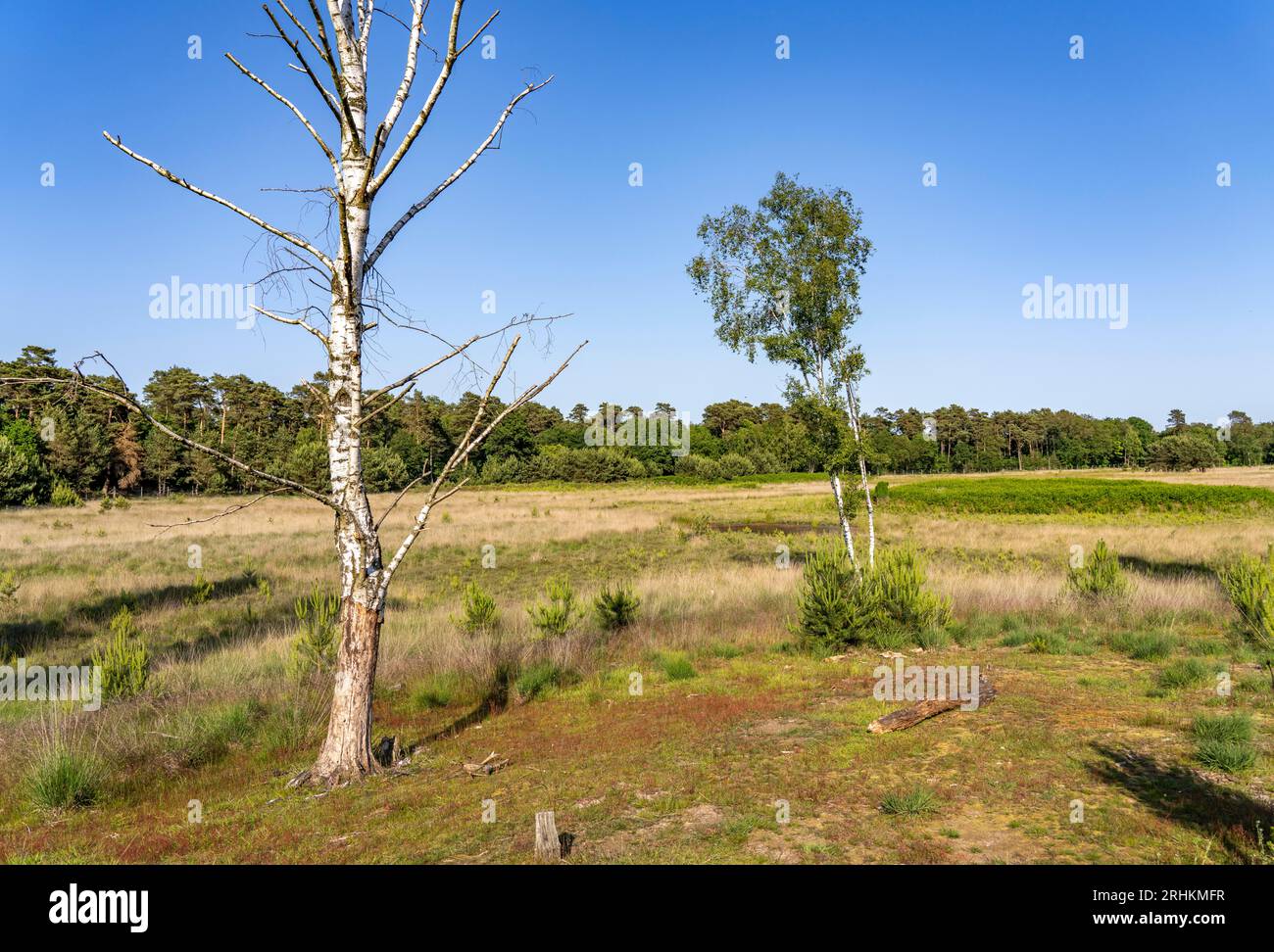 The Diersfordter Wald, north of Wesel, nature park with oak and beech ...
