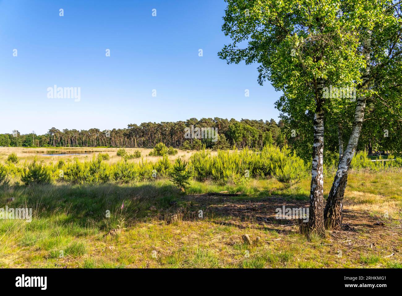 The Diersfordter Wald, north of Wesel, nature park with oak and beech ...