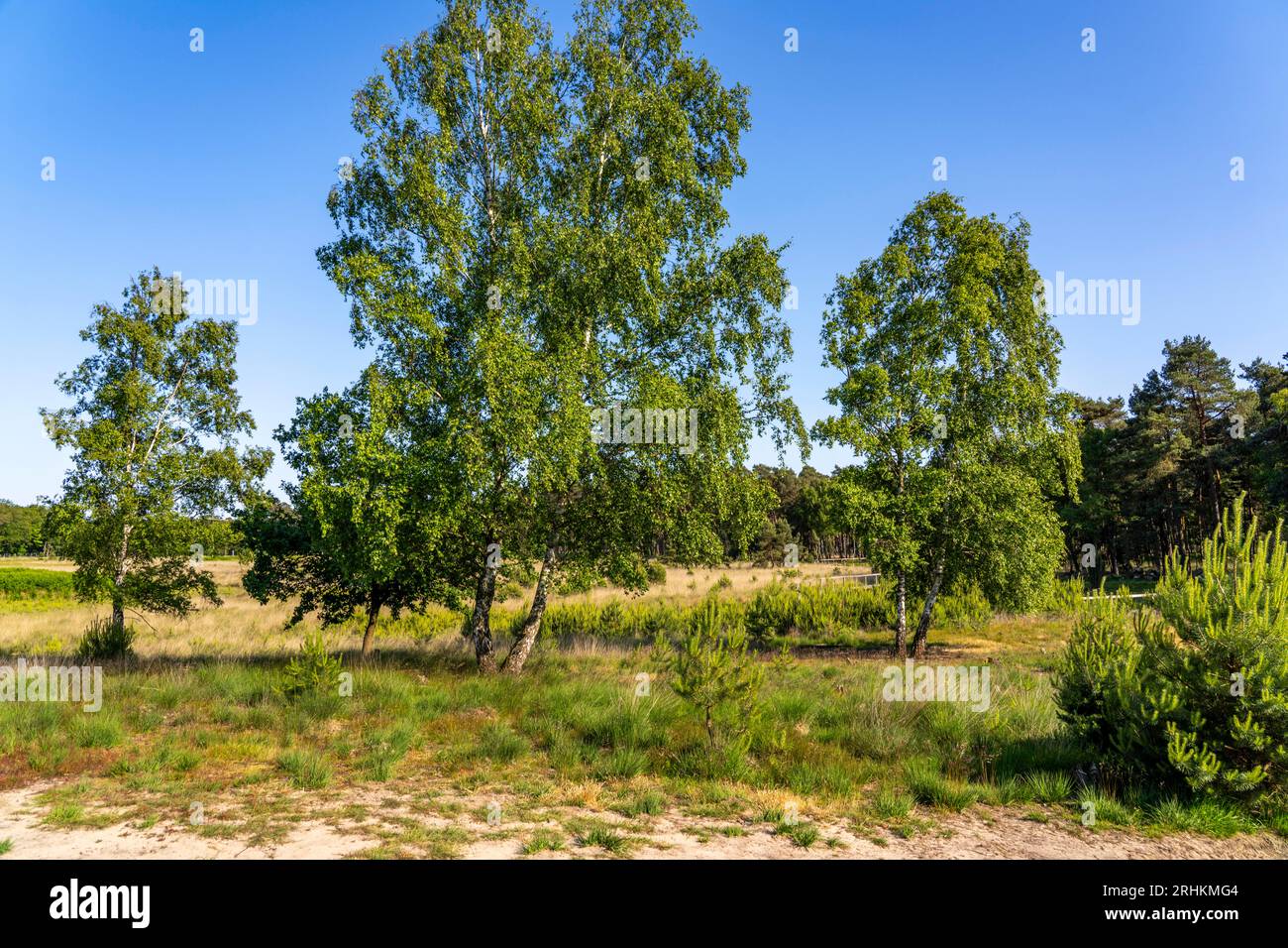 The Diersfordter Wald, north of Wesel, nature park with oak and beech ...