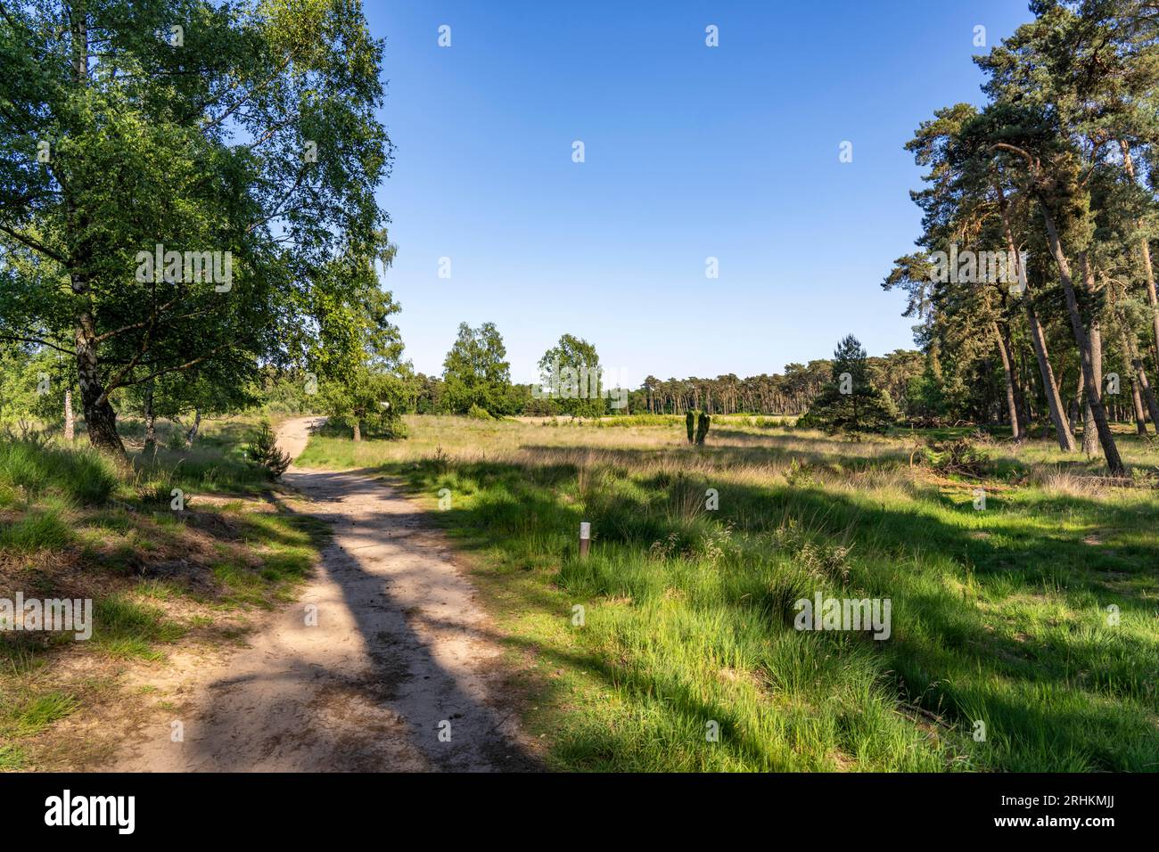 The Diersfordter Wald, north of Wesel, nature park with oak and beech ...