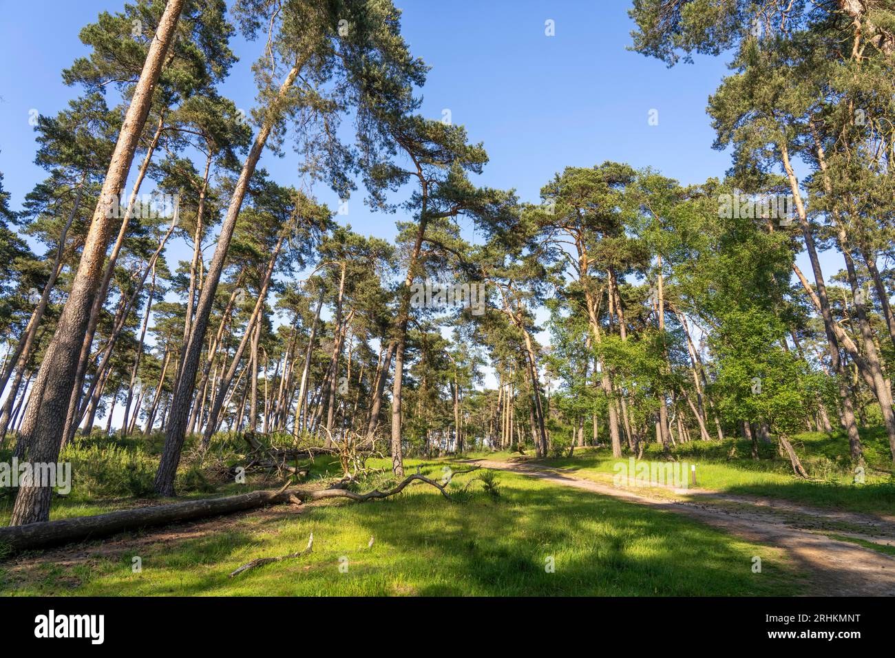 The Diersfordter Wald, north of Wesel, nature park with oak and beech ...