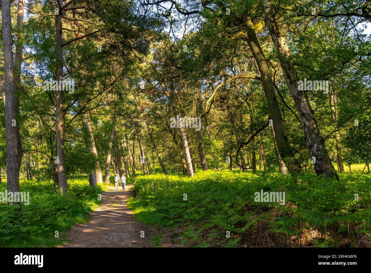 The Diersfordter Wald, north of Wesel, nature park with oak and beech ...