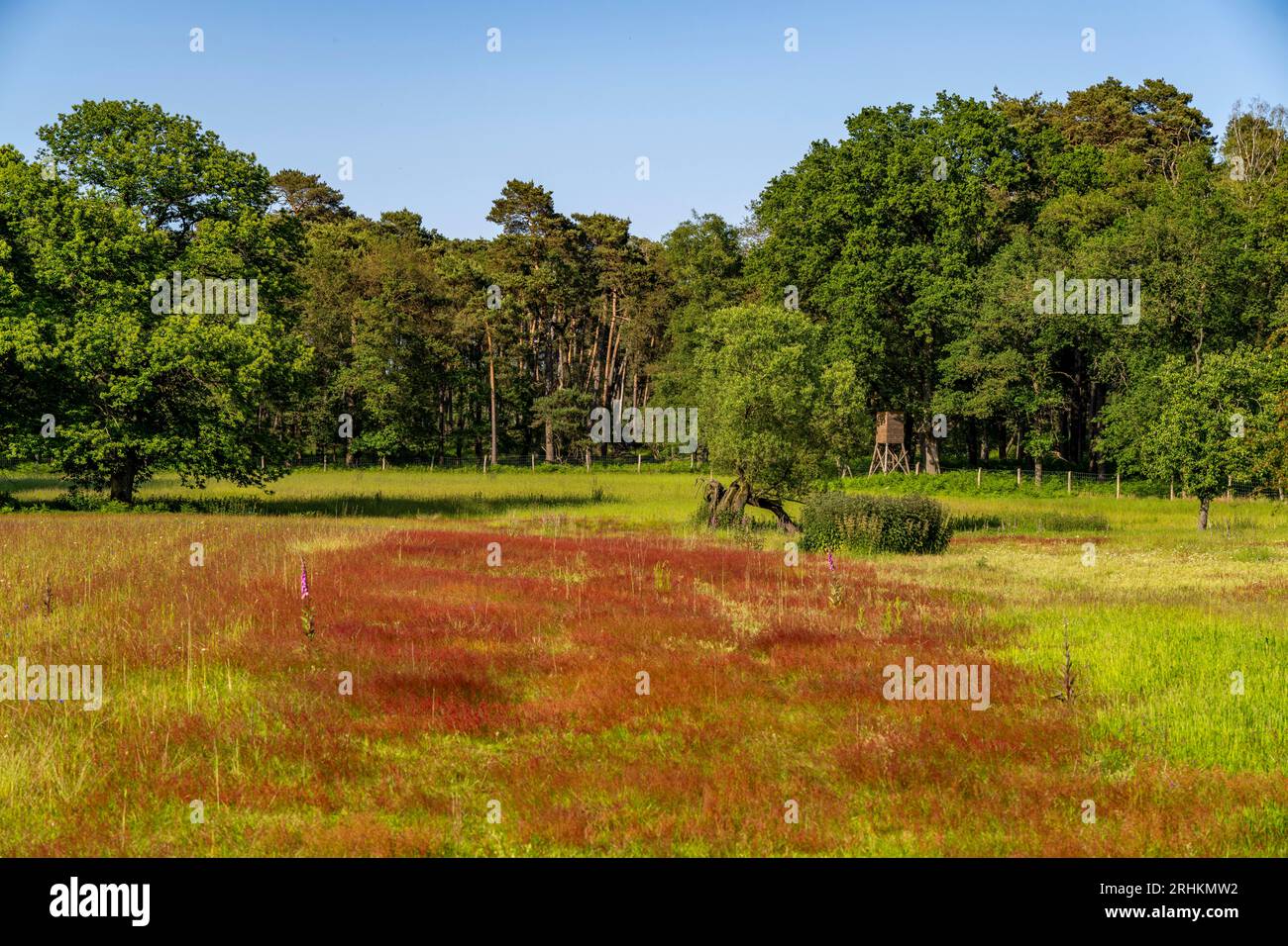 The Diersfordter Wald, north of Wesel, nature park with oak and beech ...