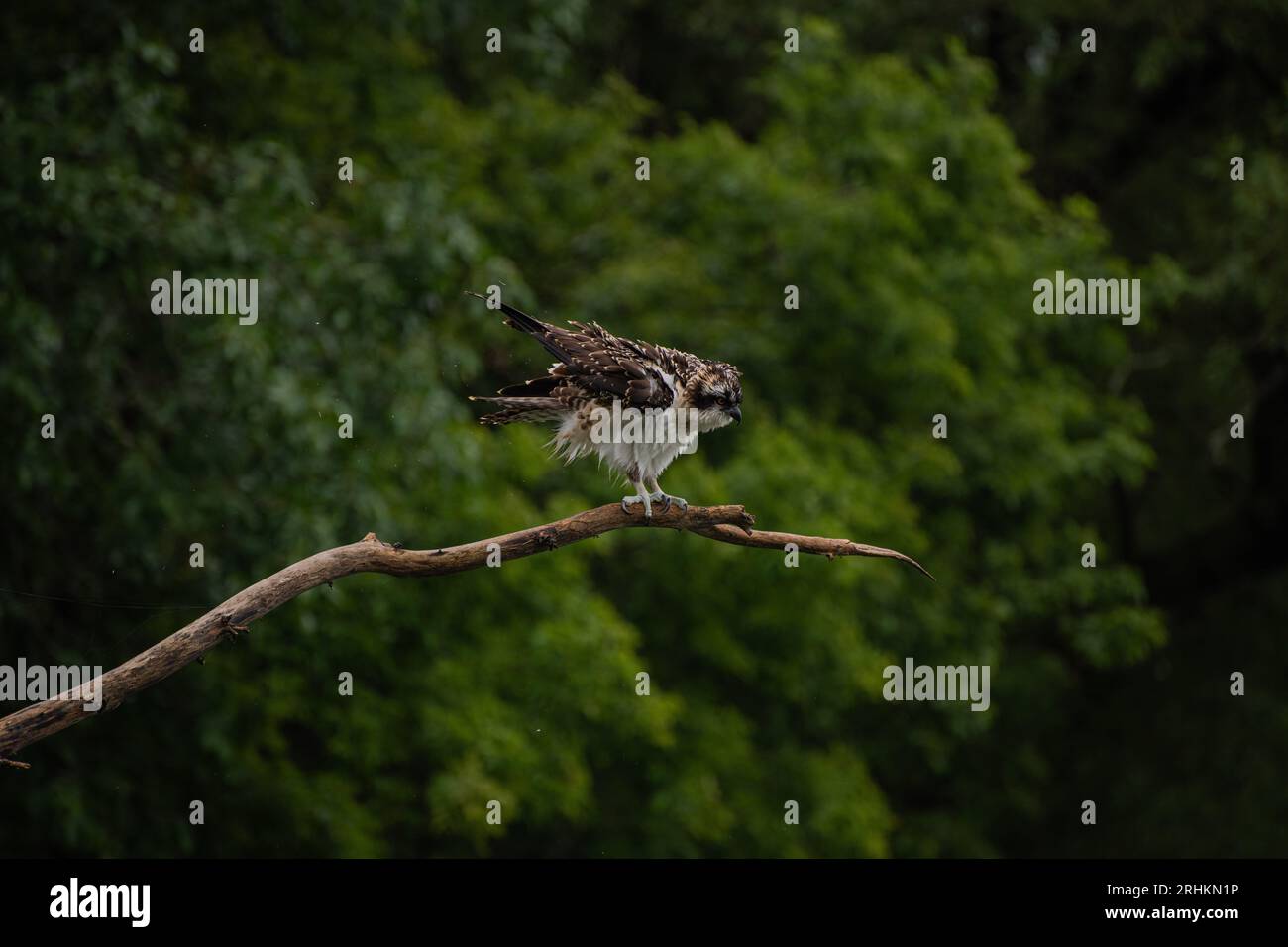 Juvenile osprey bird (Pandion haliaetus) taking off into flight from ...