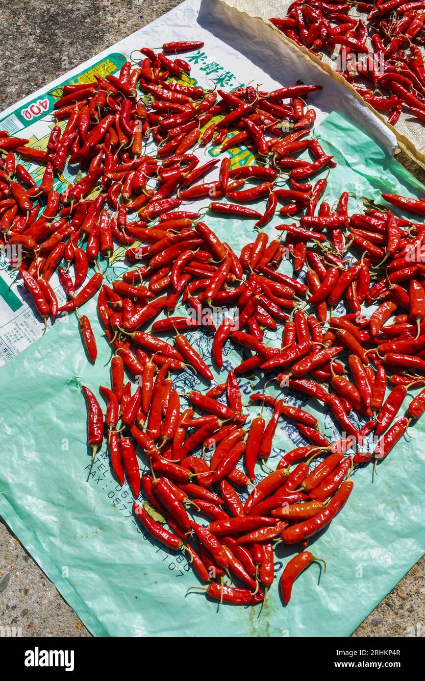 Red chili drying in Shirakawa-go, traditional village showcasing a ...