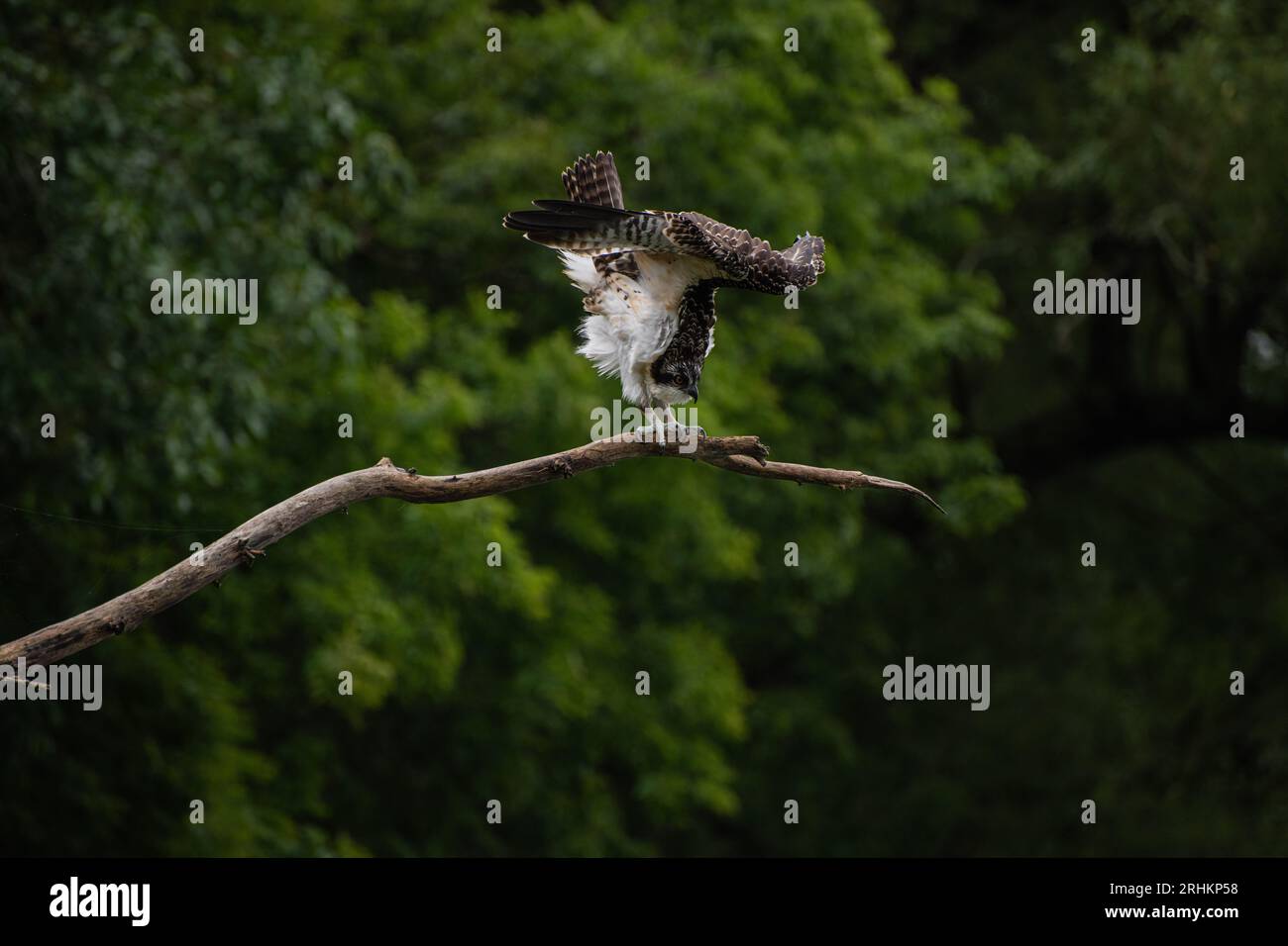 Juvenile osprey bird (Pandion haliaetus) taking off into flight from ...