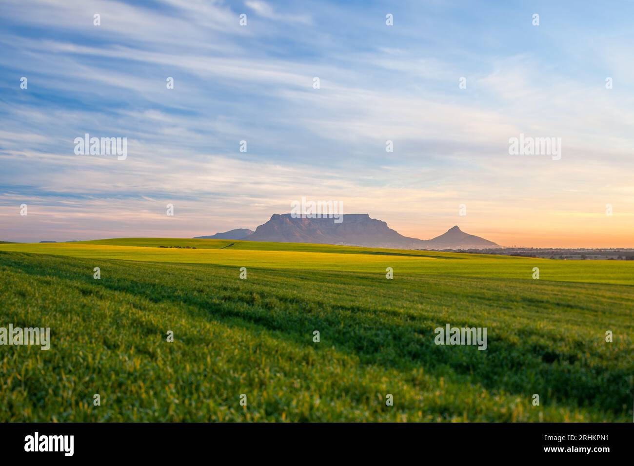 Table Mountain landscape photograph with canola and wheat crops in the ...