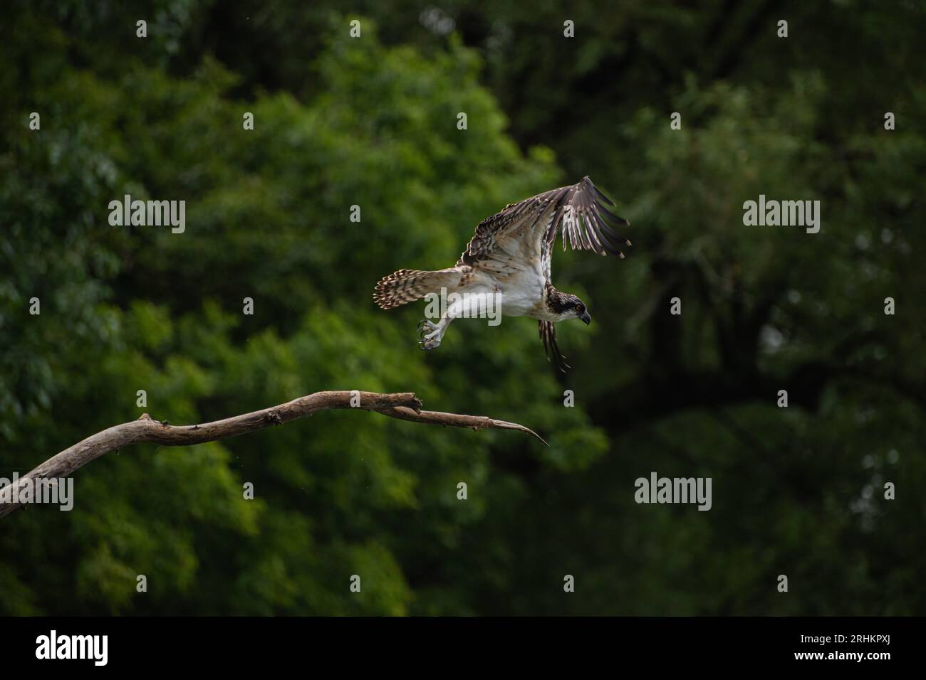 Juvenile osprey bird (Pandion haliaetus) taking off into flight from ...