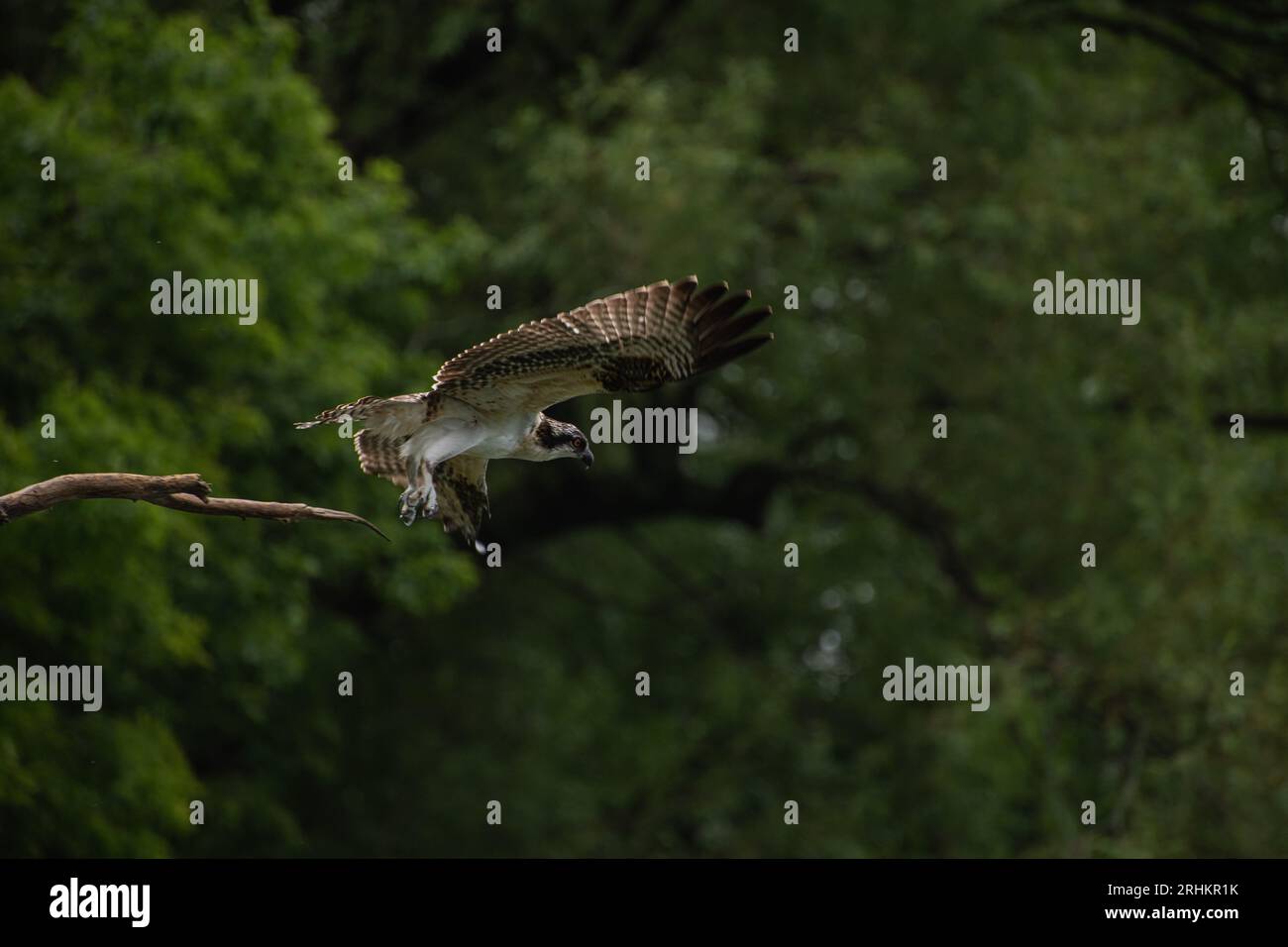 Juvenile osprey bird (Pandion haliaetus) taking off into flight from ...