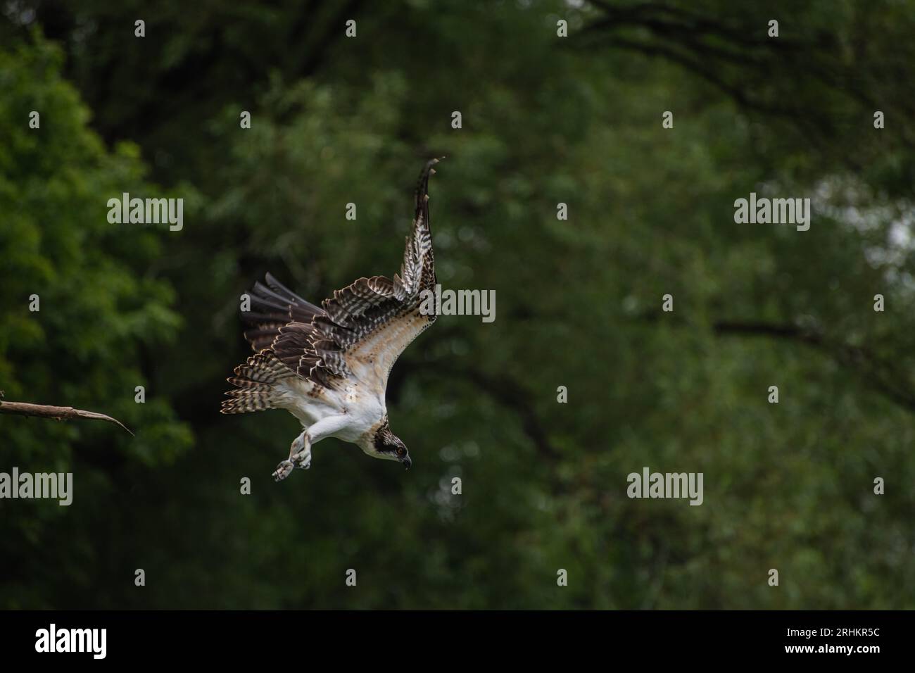 Juvenile osprey bird (Pandion haliaetus) taking off into flight from ...