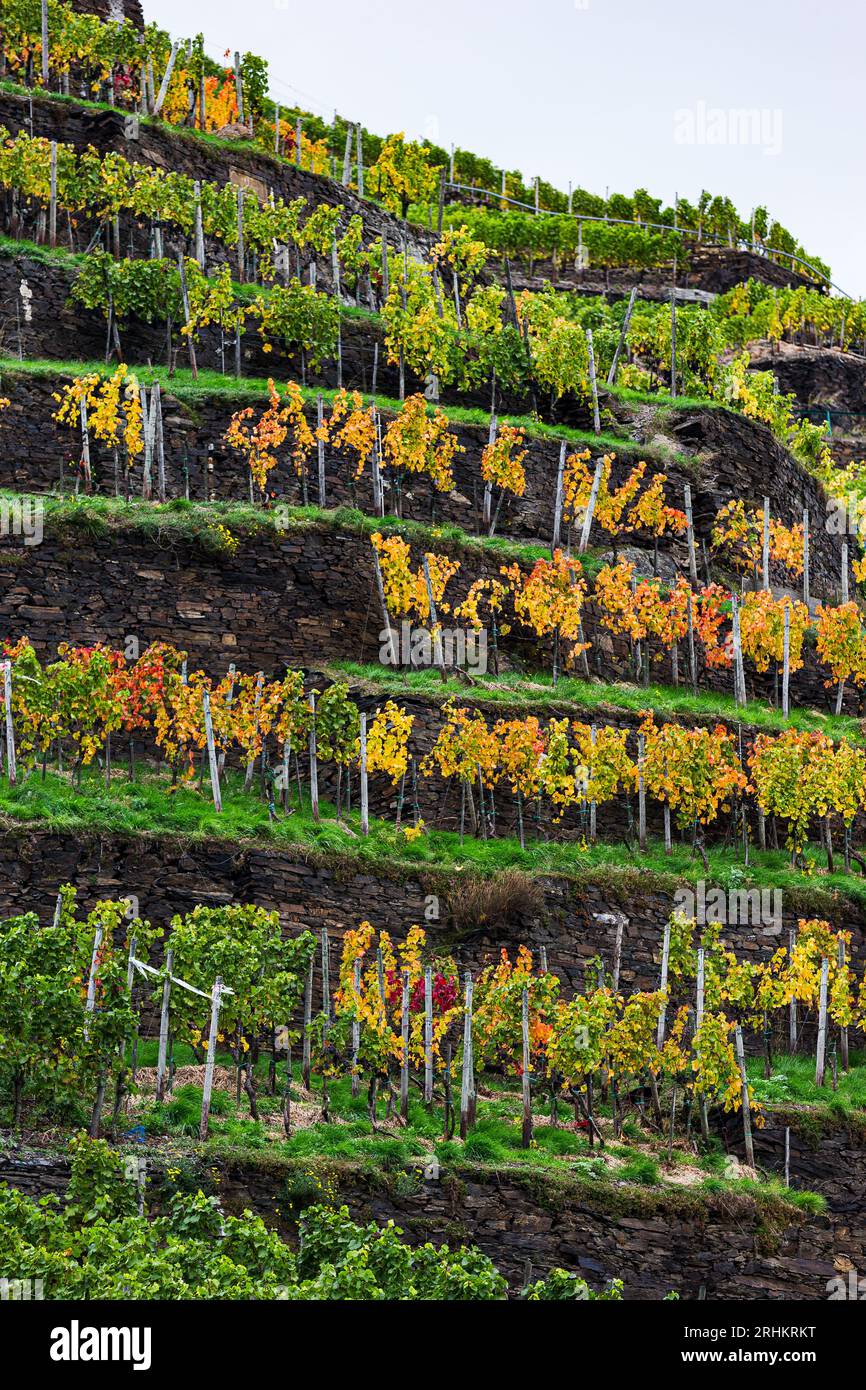 Ahr Valley Wine region vineyards in Germany with beautiful autumn ...