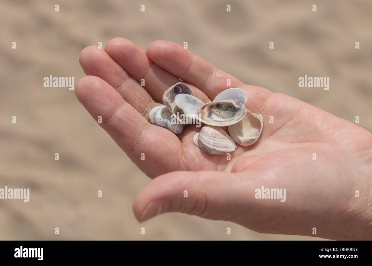 Close up of seashells in a woman's hand on the beach Stock Photo - Alamy