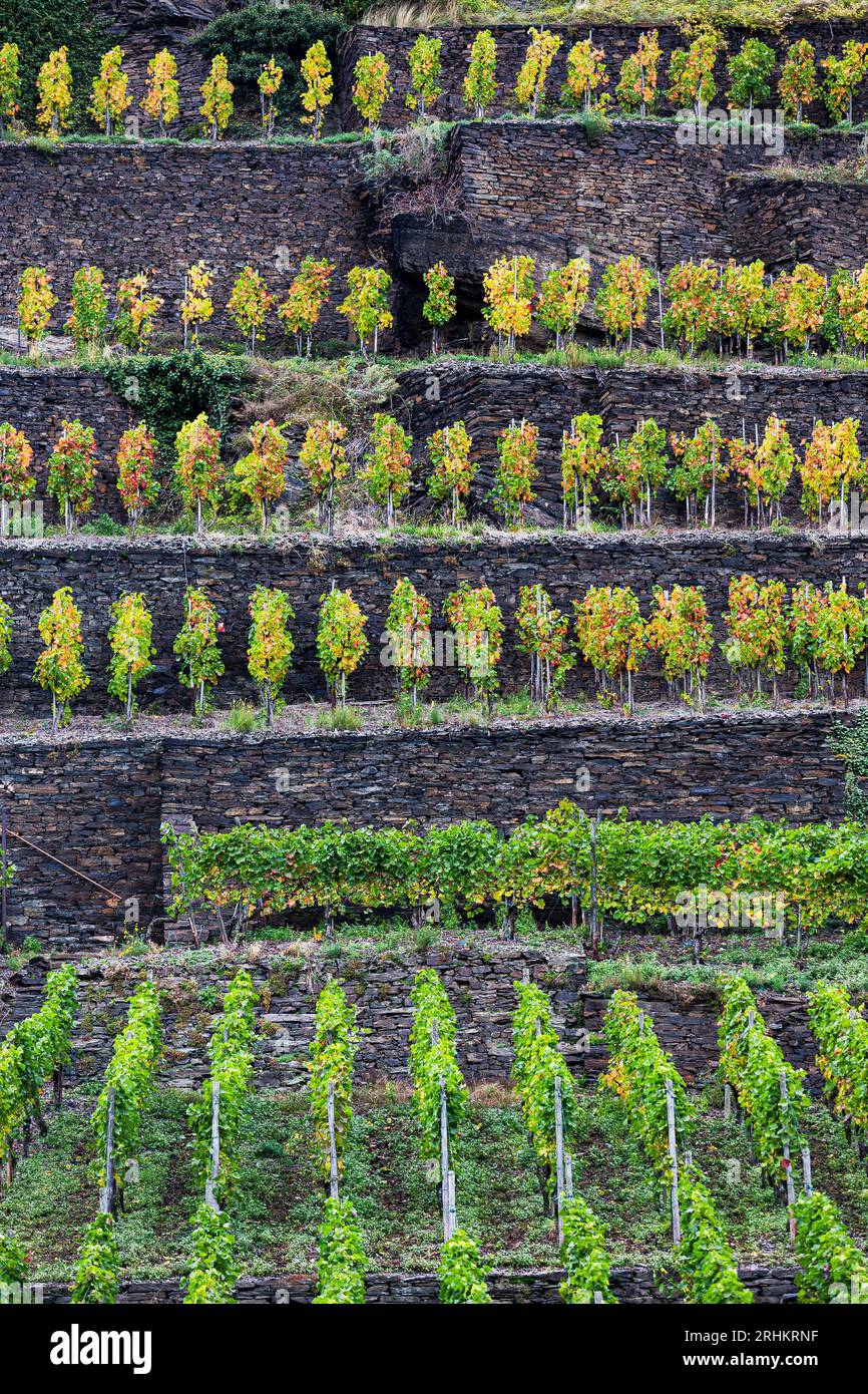 Ahr Valley Wine region vineyards in Germany with beautiful autumn ...