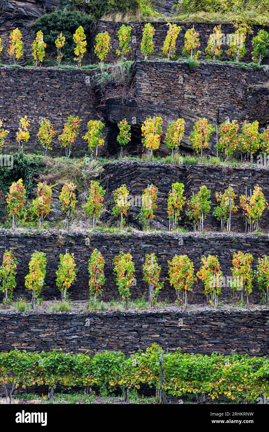 Ahr Valley Wine region vineyards in Germany with beautiful autumn ...
