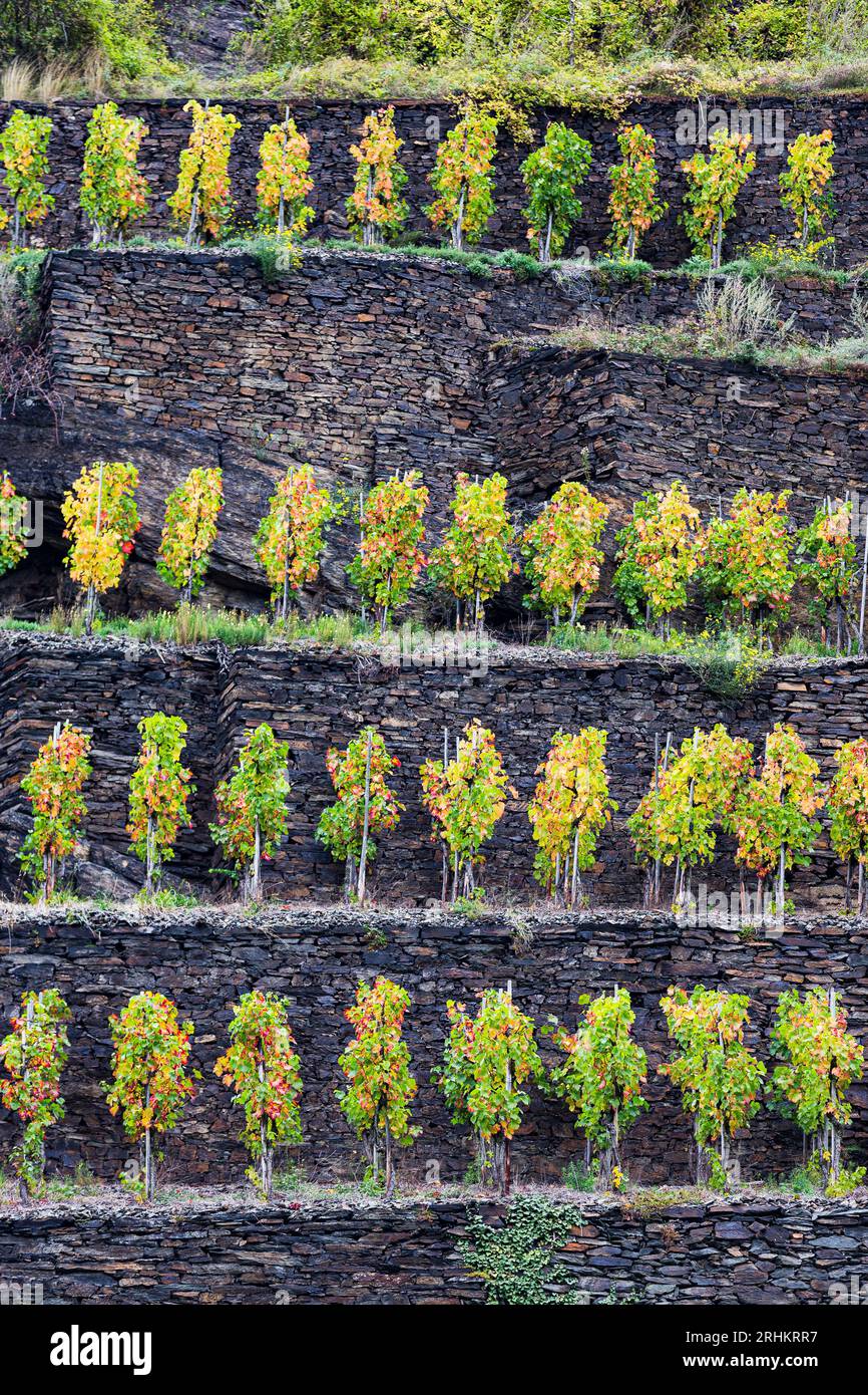 Ahr Valley Wine region vineyards in Germany with beautiful autumn ...