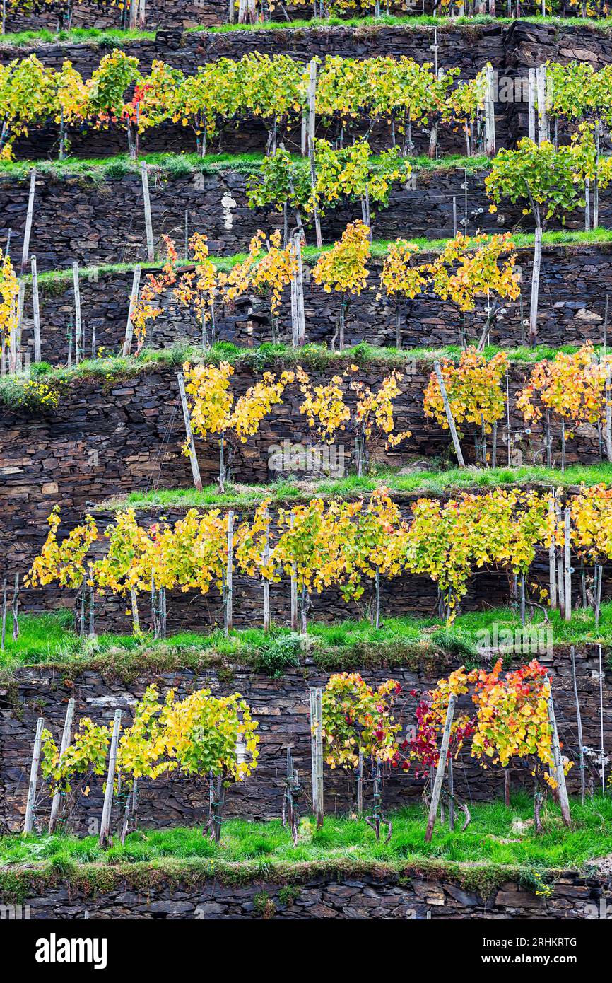 Ahr Valley Wine region vineyards in Germany with beautiful autumn ...