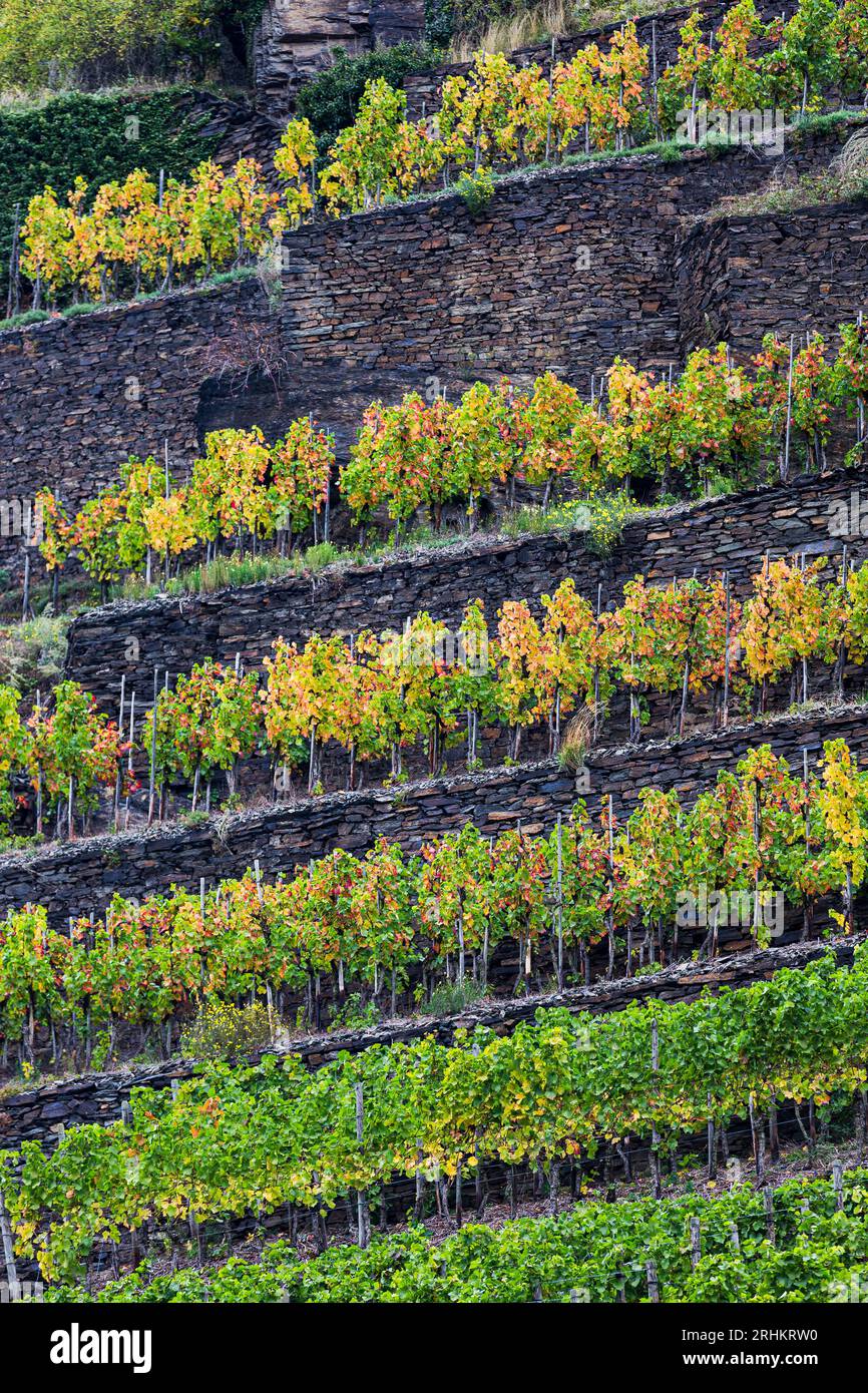 Ahr Valley Wine region vineyards in Germany with beautiful autumn ...