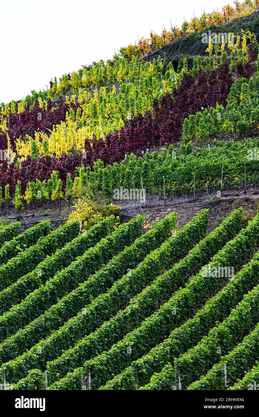 Ahr Valley Wine region vineyards in Germany with beautiful autumn ...