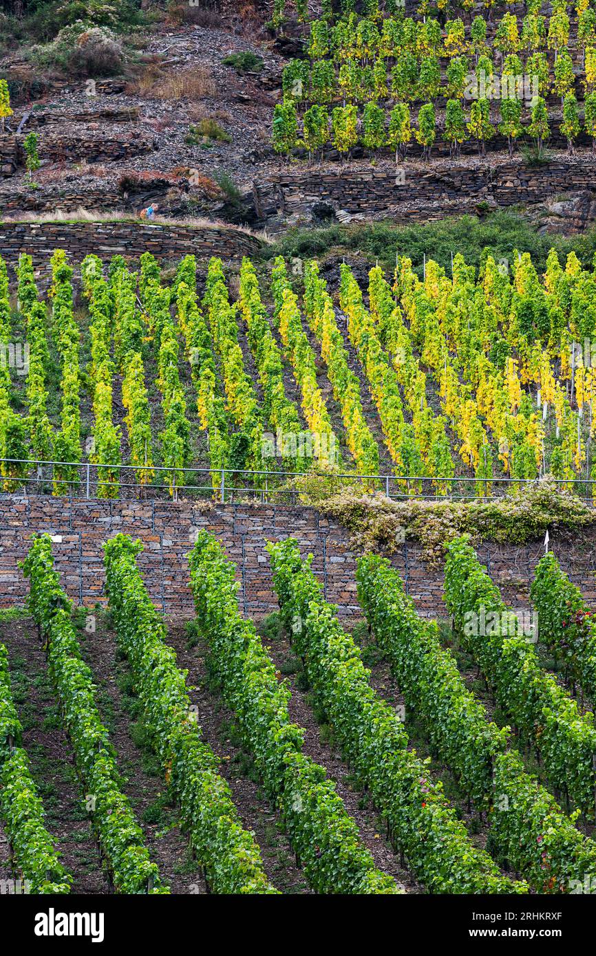 Ahr Valley Wine region vineyards in Germany with beautiful autumn ...