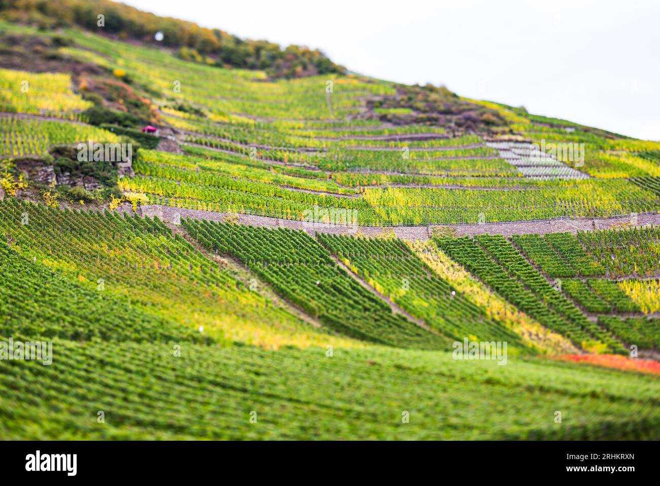 Ahr Valley Wine region vineyards in Germany with beautiful autumn ...