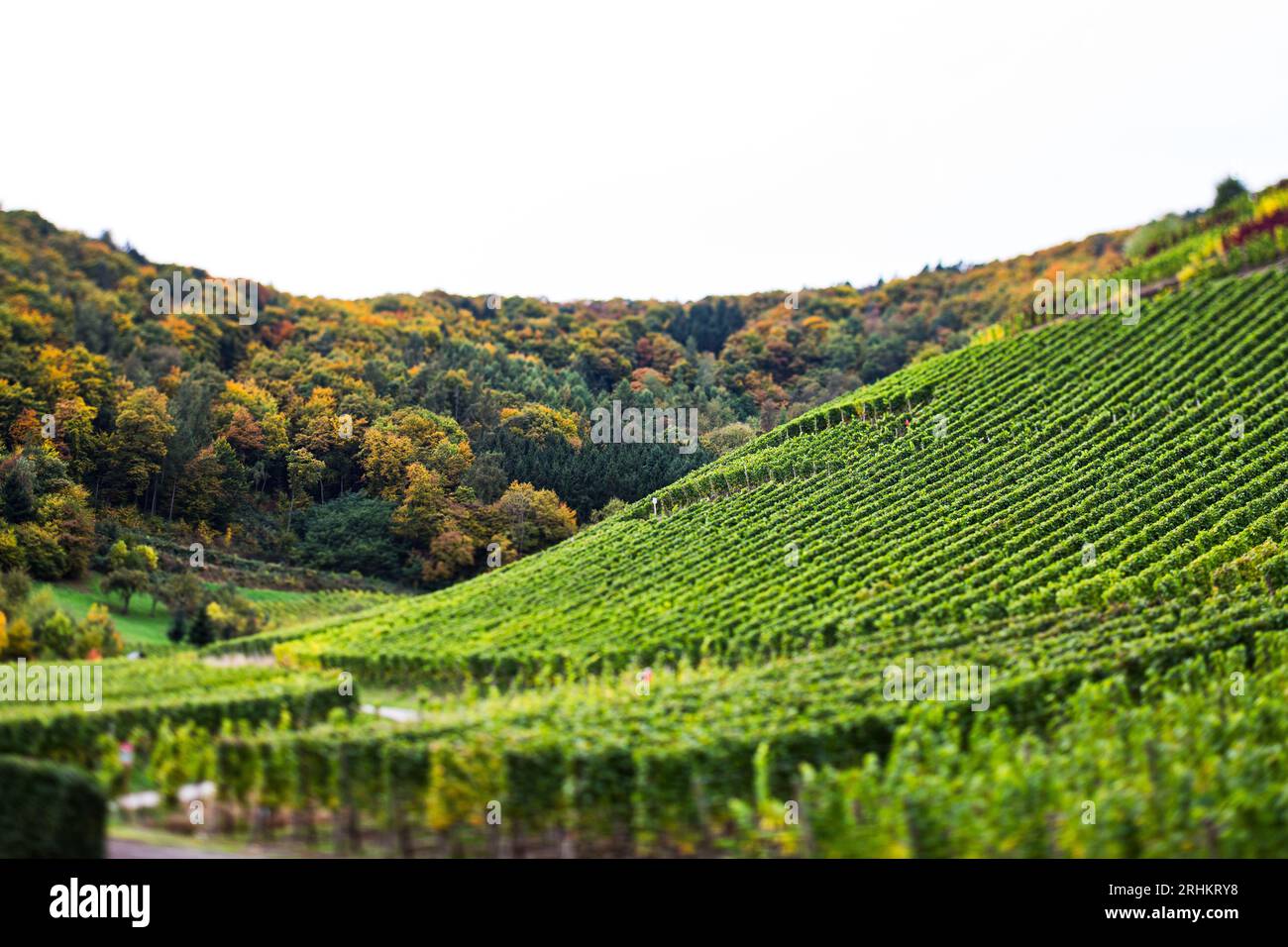 Ahr Valley Wine region vineyards in Germany with beautiful autumn ...