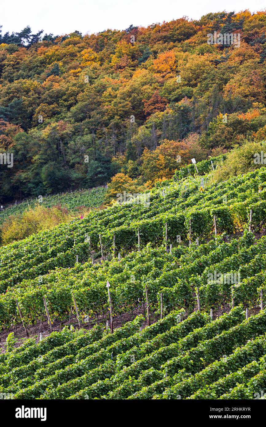 Ahr Valley Wine region vineyards in Germany with beautiful autumn ...