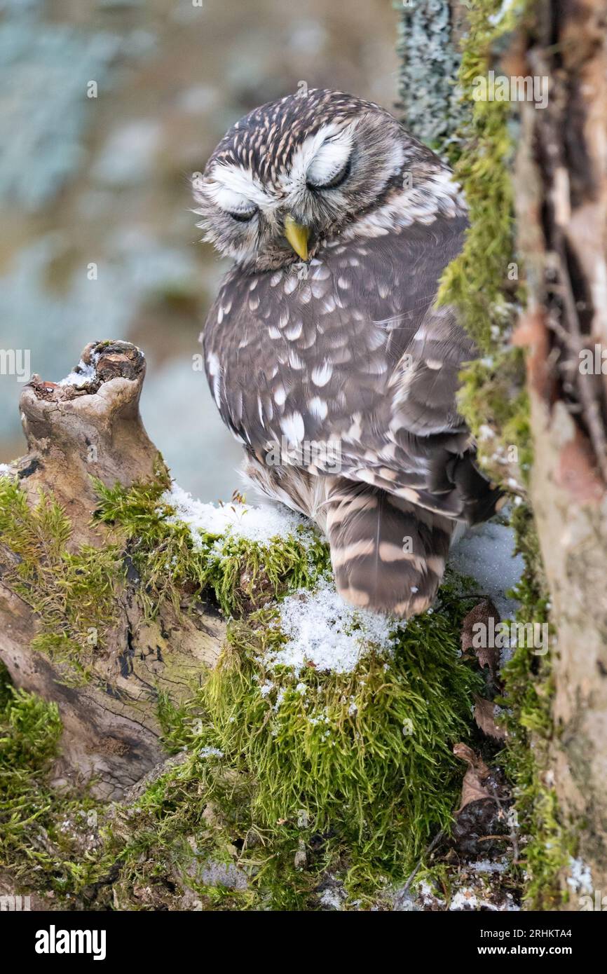 Sleeping little owl on a tree trunk with moss and snow looking directly ...