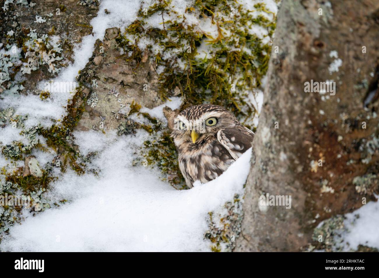 Curious little owl hidden in snowy. Natural owl habitat with using ...
