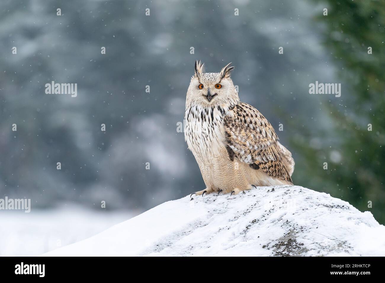 Shouting siberian Eagle Owl flying from right to the left. Closeup ...