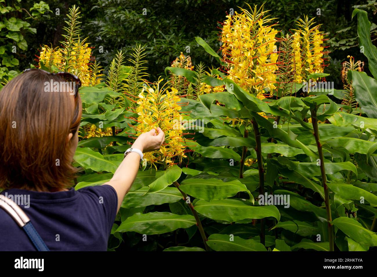 Young woman looking and touching the yellow flowers "Flor de Conteira ...