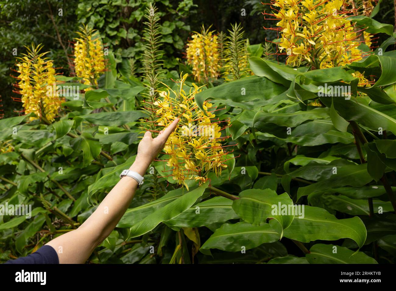Woman hand touching the yellow flowers "Flor de Conteira" in the green ...