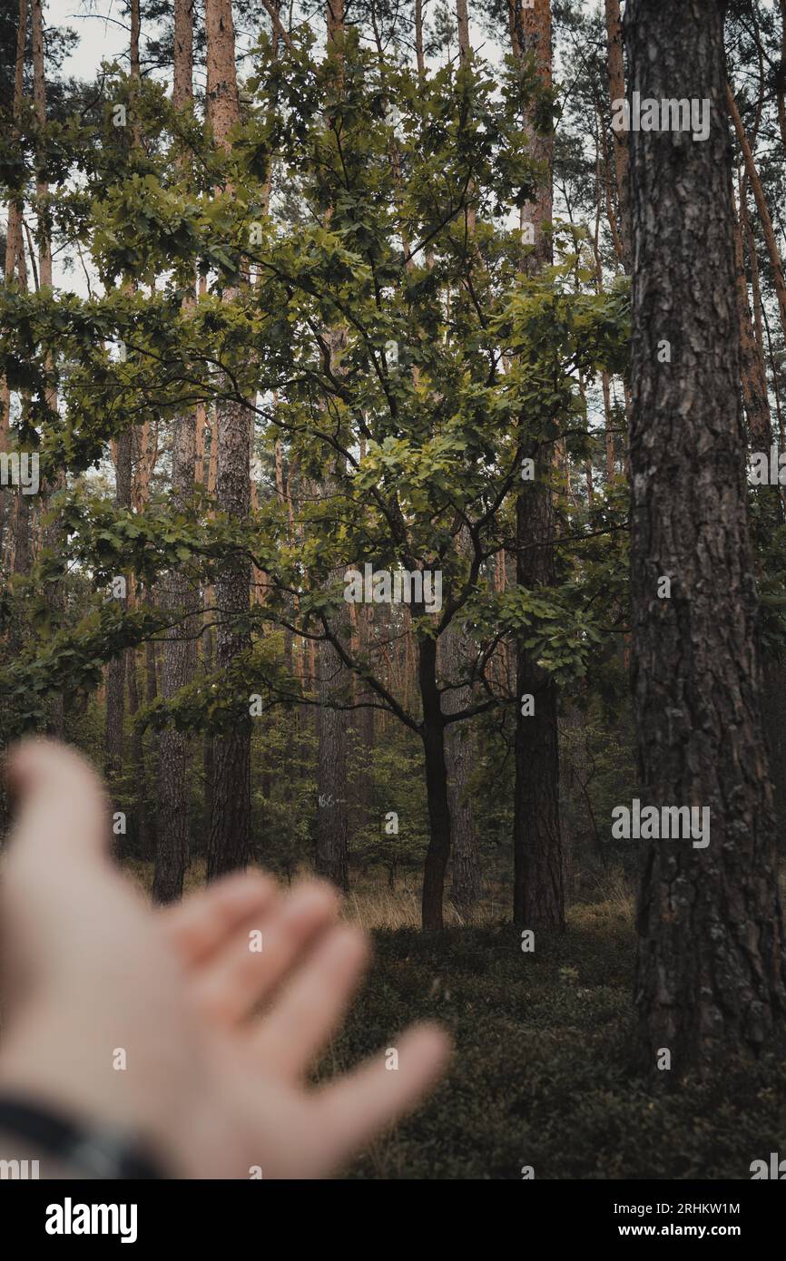 A small tree growing in the middle of the forest and a hand stretched ...